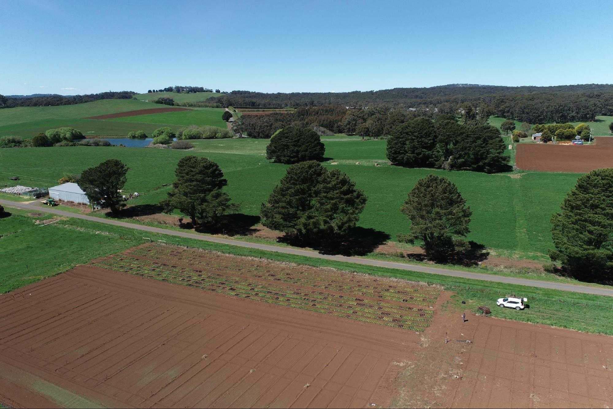 Solvi Blog | How Rijk Zwaan Uses Drone Plant Counts to Accelerate ...