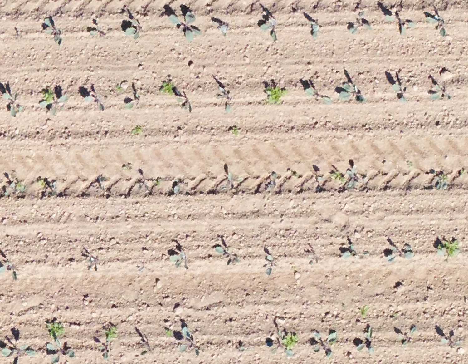 Solvi Blog | Improve Vegetable Profitability and Reduce Crop Loss with ...