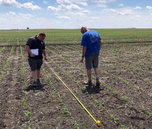 Solvi Blog | Drone-Based Plant Counts with AI: How It Works