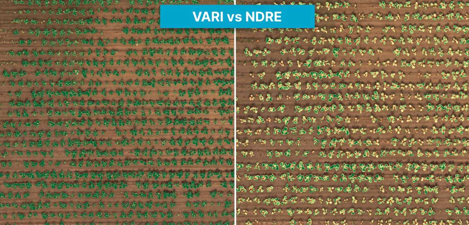 Solvi Blog | Which Vegetation Index Should I Use?